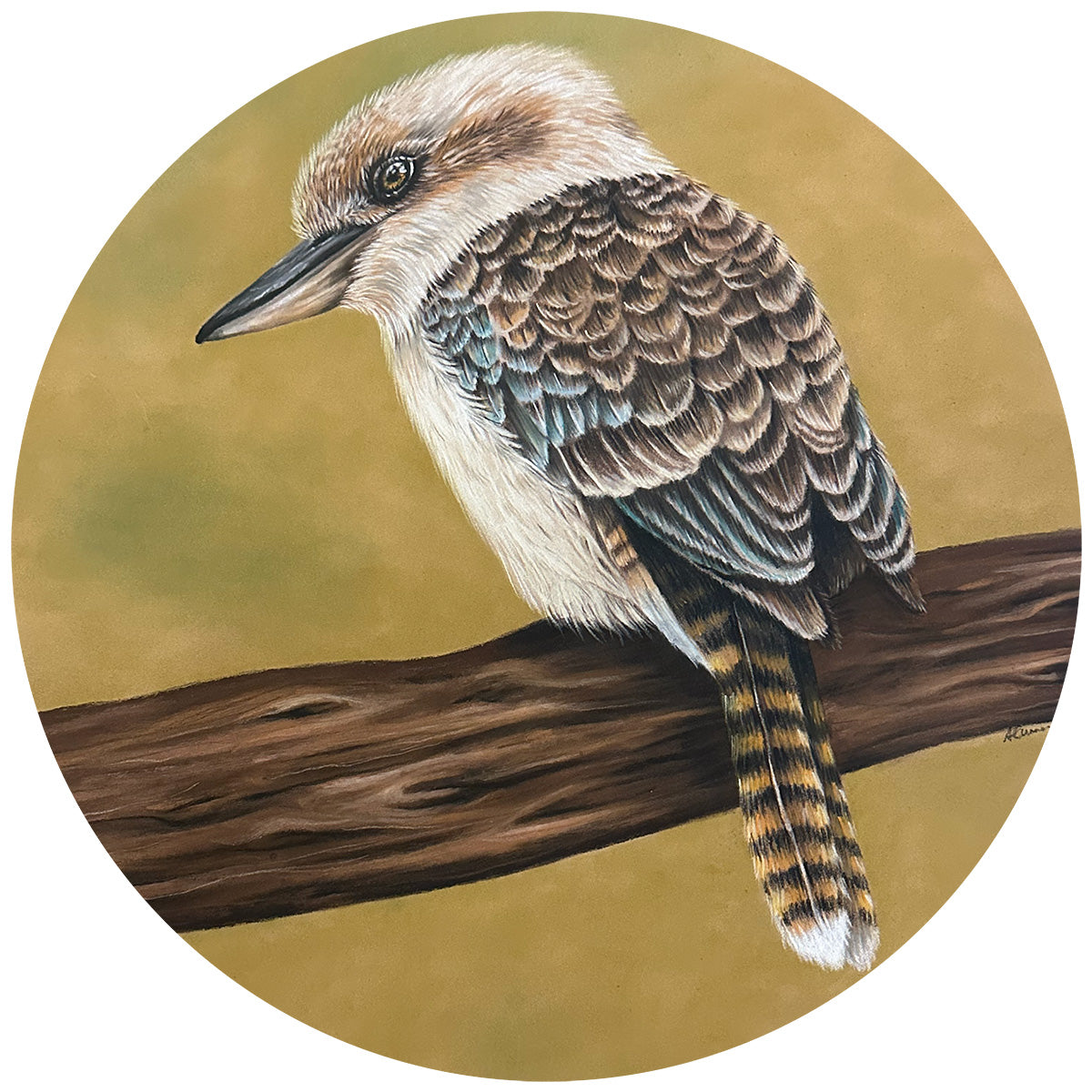 Kookaburra – Jigsaw Gallery