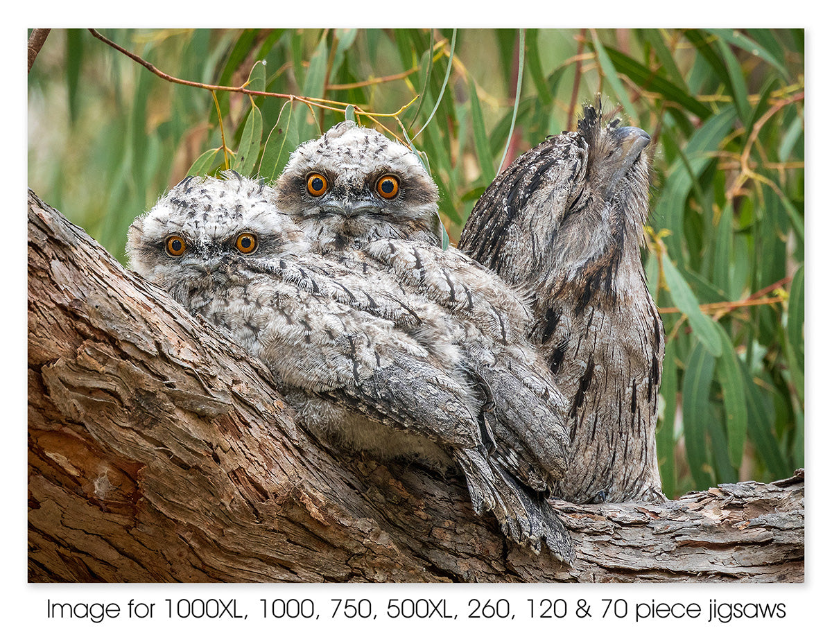 Tawny Frogmouths – Jigsaw Gallery