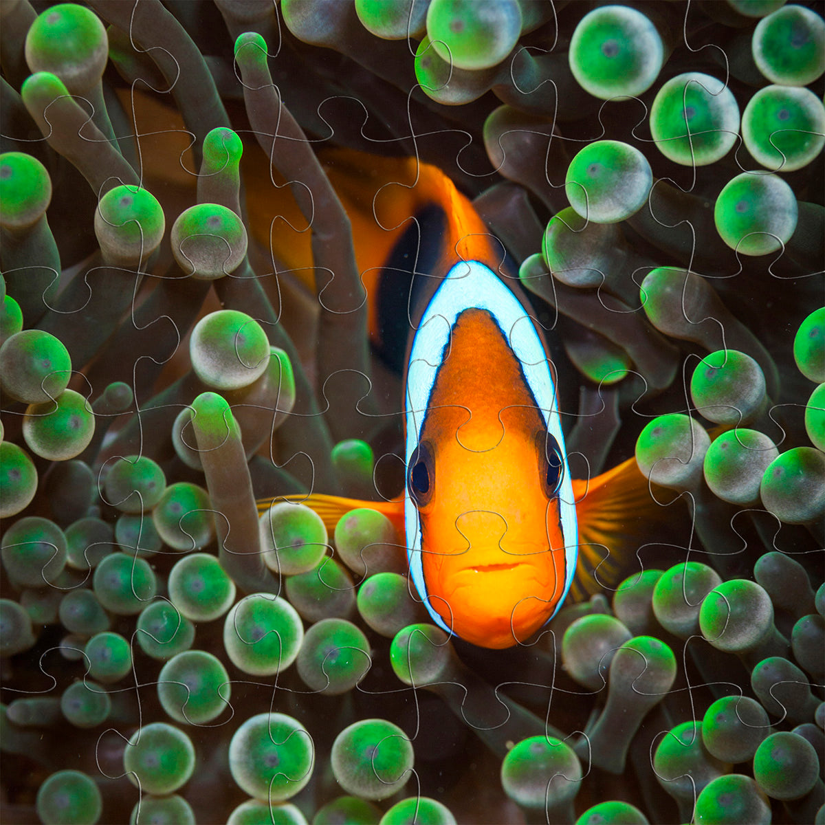 Puzzle Pieces - the artists who put it all together! – Jigsaw Gallery