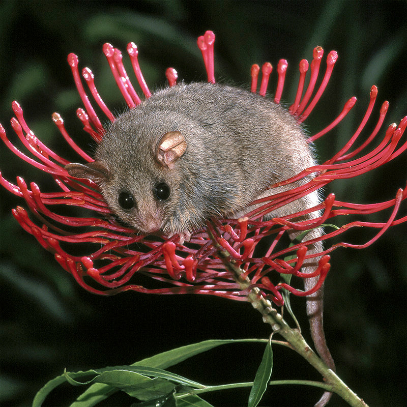 Wildlife – Jigsaw Gallery