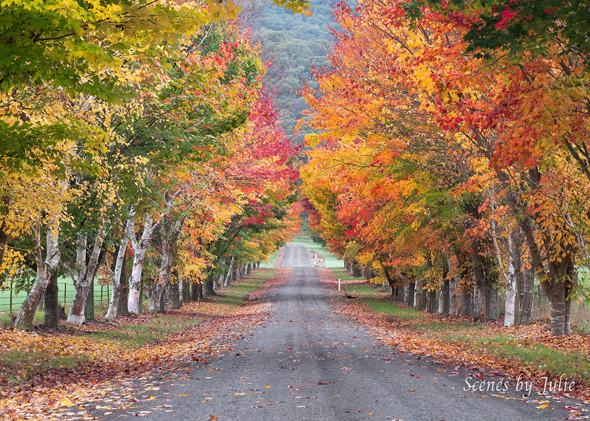 Autumn in Buckland Valley – Jigsaw Gallery