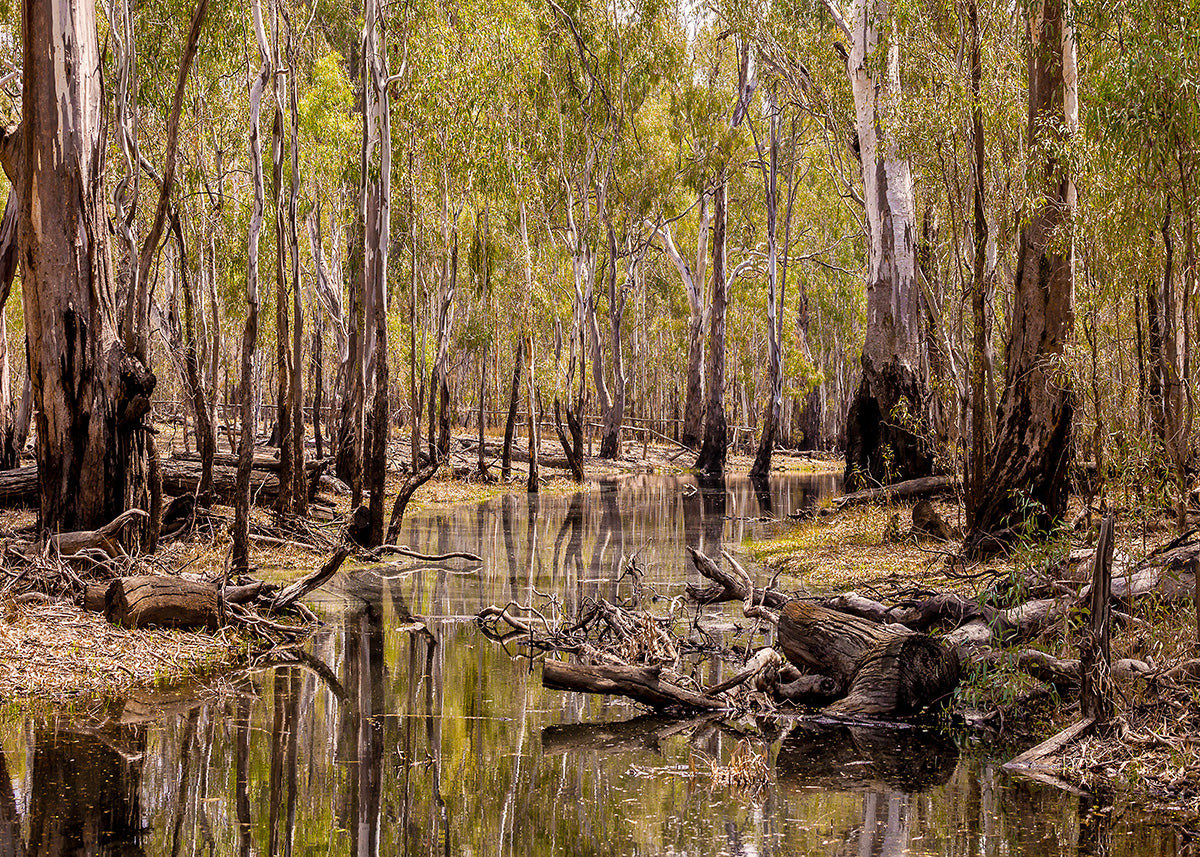 Barmah State Forest Victoria – Jigsaw Gallery