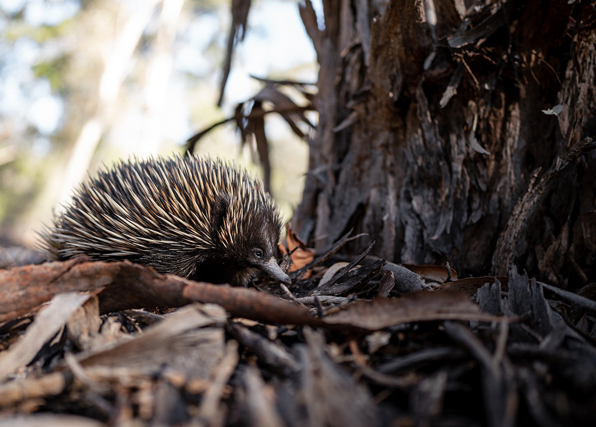 Echidna – Jigsaw Gallery
