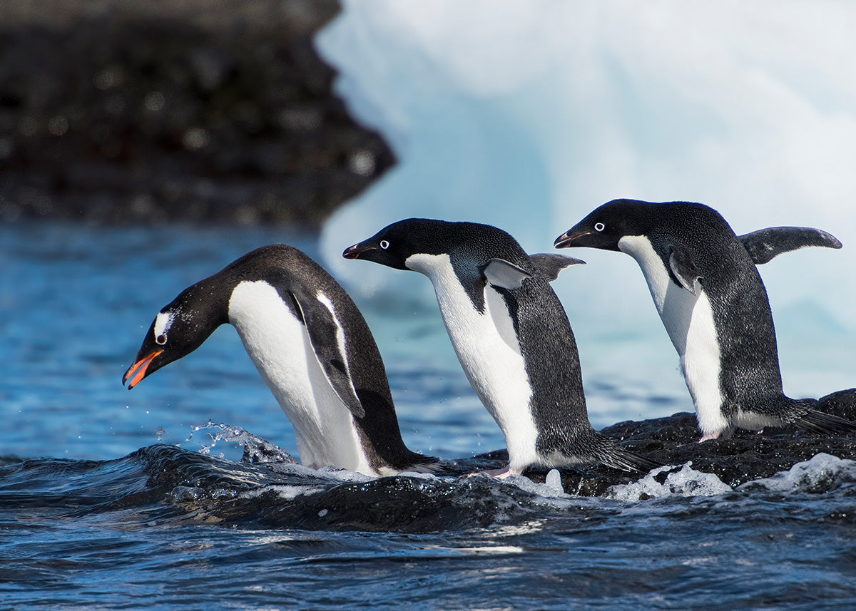Gentoo and Adelie Penguins – Jigsaw Gallery