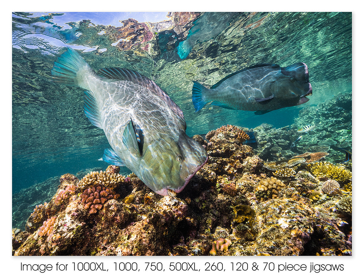 Humphead parrotfish. Great Barrier Reef Marine Park, Cairns, QLD ...