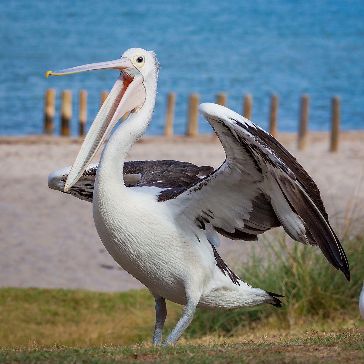 Kalbarri Pelican, WA – Jigsaw Gallery