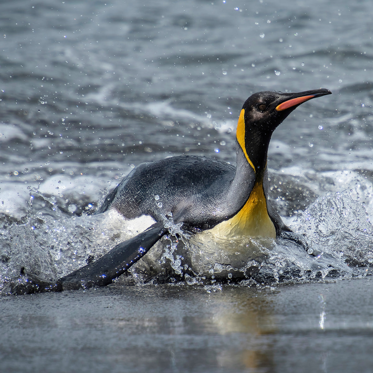 King Penguin 02 – Jigsaw Gallery