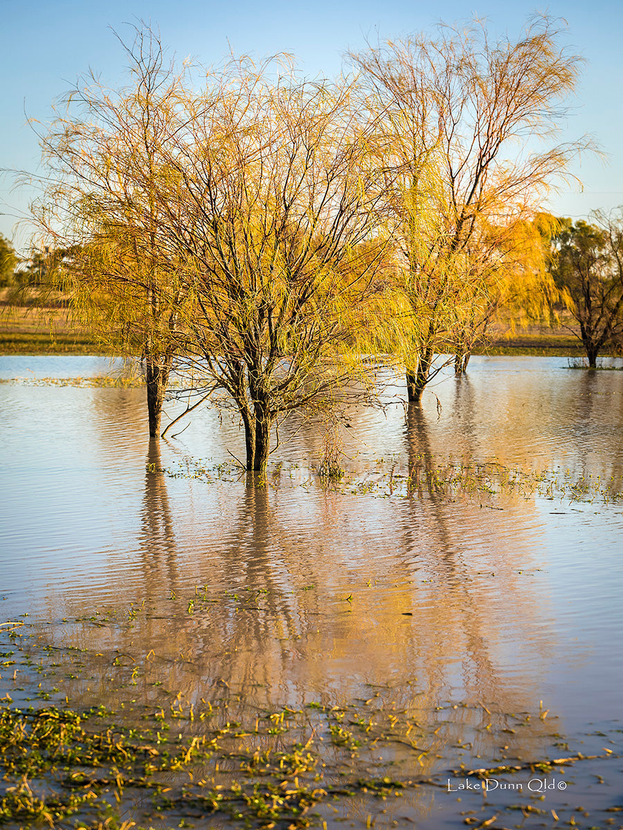 Lake Dunn Qld 01 – Jigsaw Gallery