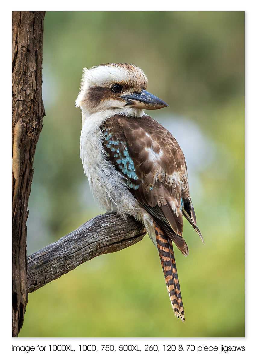 Laughing Kookaburra – Jigsaw Gallery