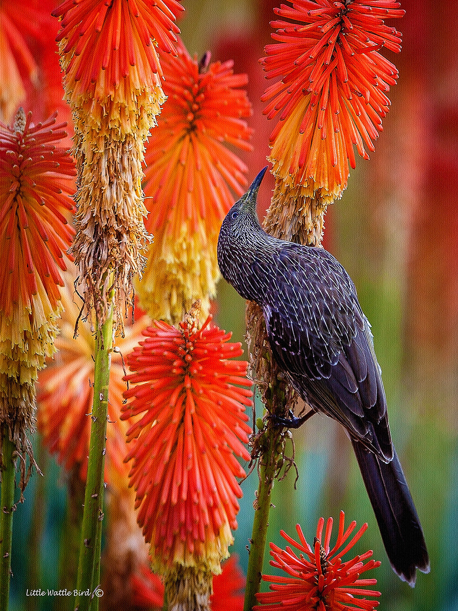 Little Wattle Bird – Jigsaw Gallery