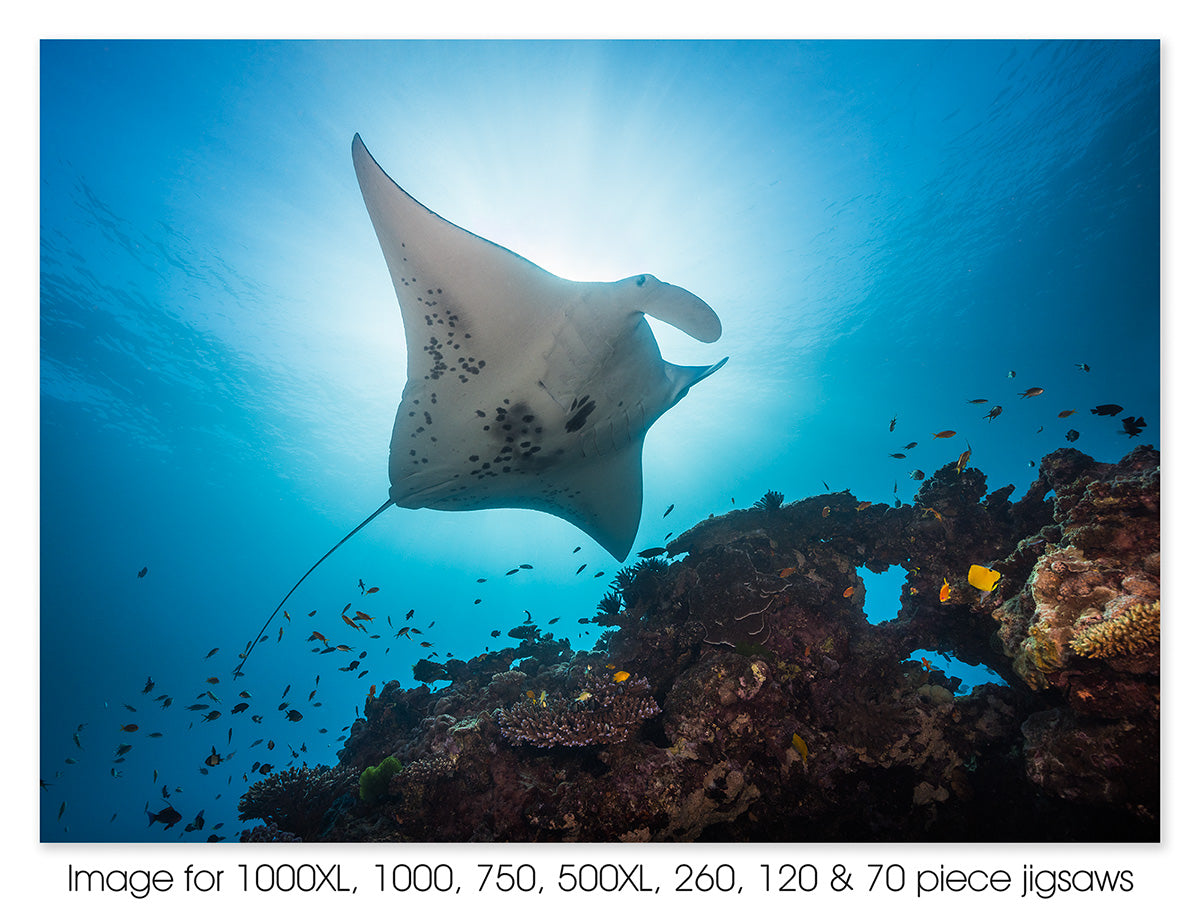 Manta ray eclipse. Lady Elliot Island, Great Barrier Reef Marine Park ...