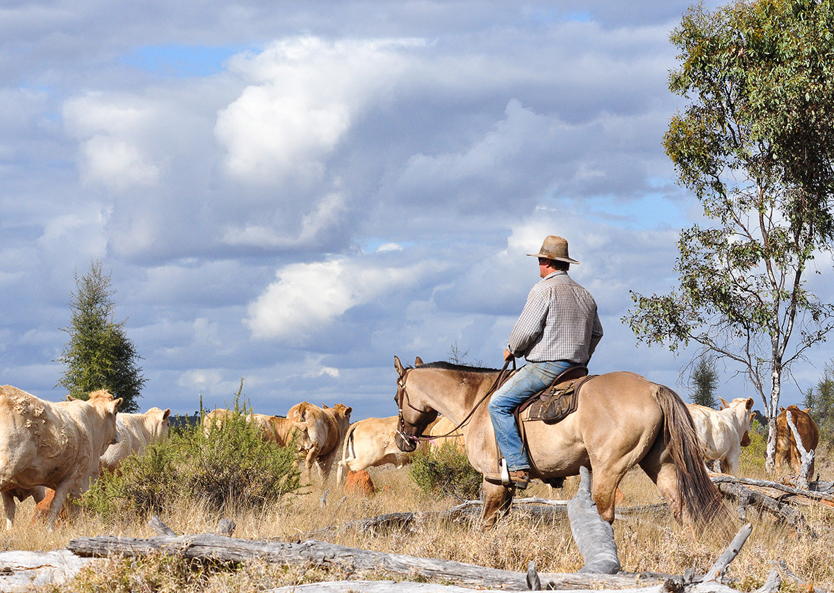 Paddock Work, Jericho Outback QLD – Jigsaw Gallery
