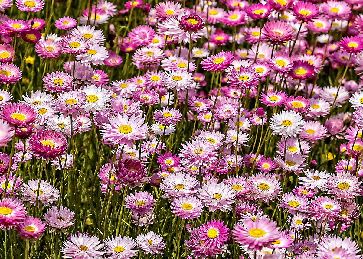 Paper Daisies – Jigsaw Gallery