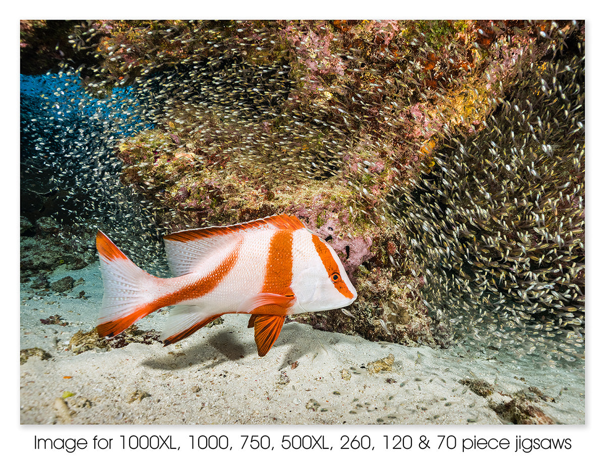 Red emperor and glass fish. Lady Elliot Island, Great Barrier Reef Mar ...