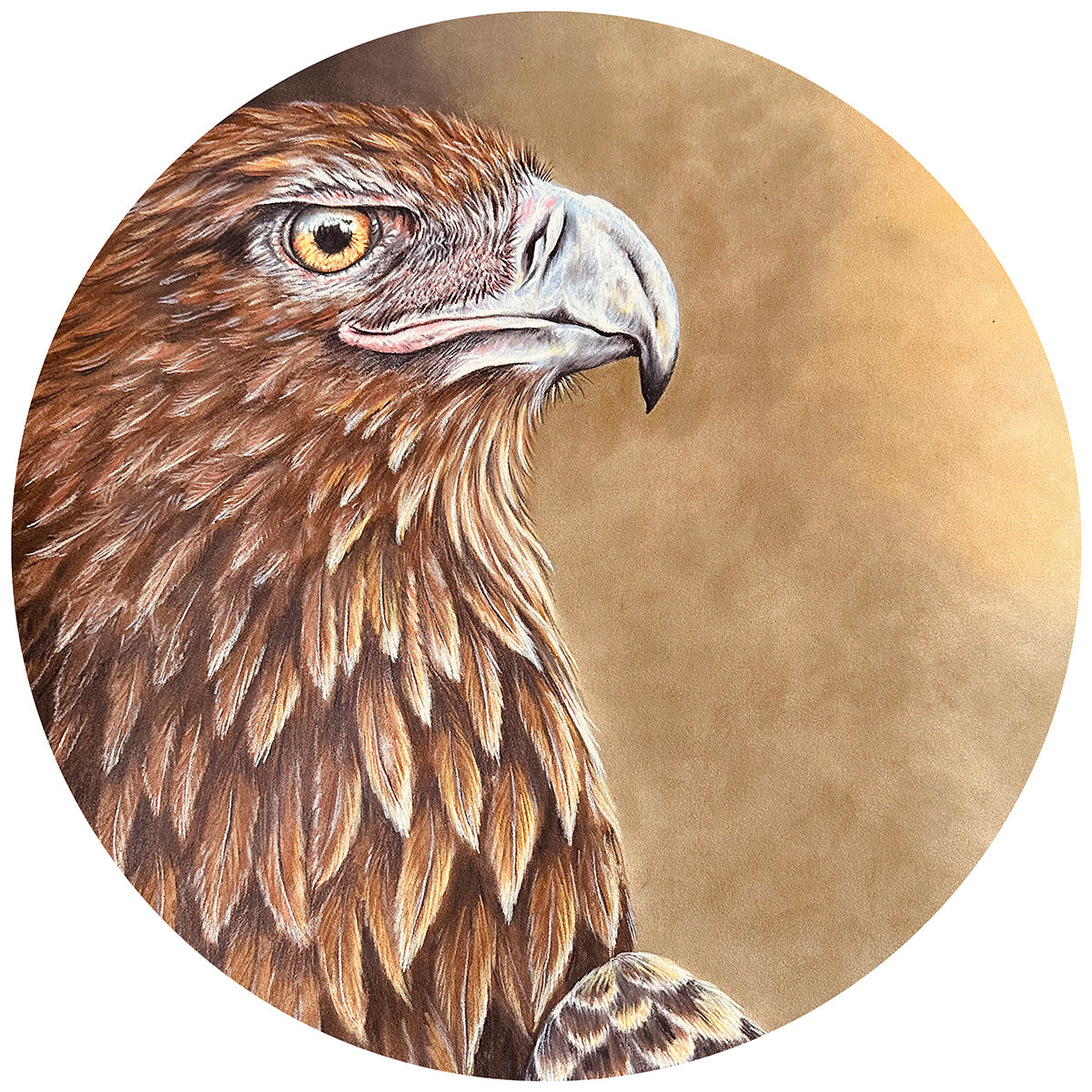 Wedge Tailed Eagle – Jigsaw Gallery
