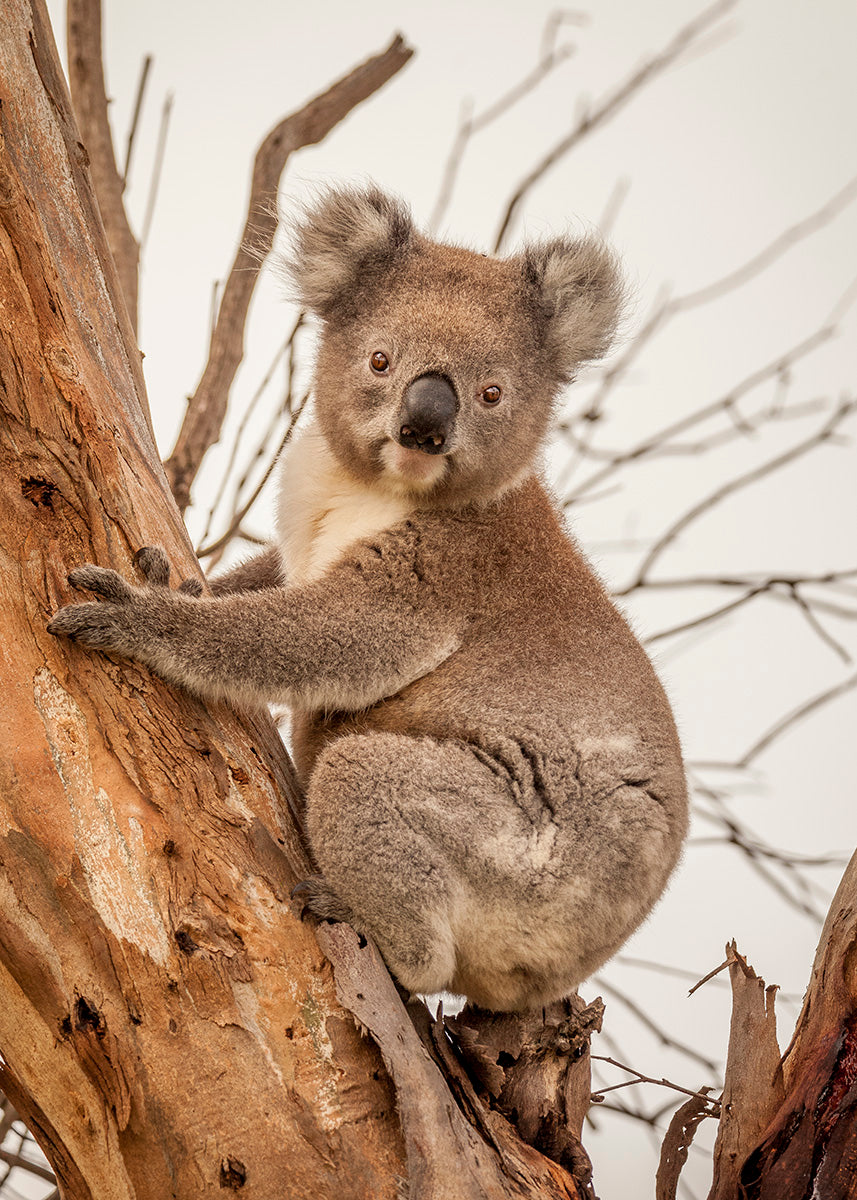 Wild Koala - Portland Victoria – Jigsaw Gallery