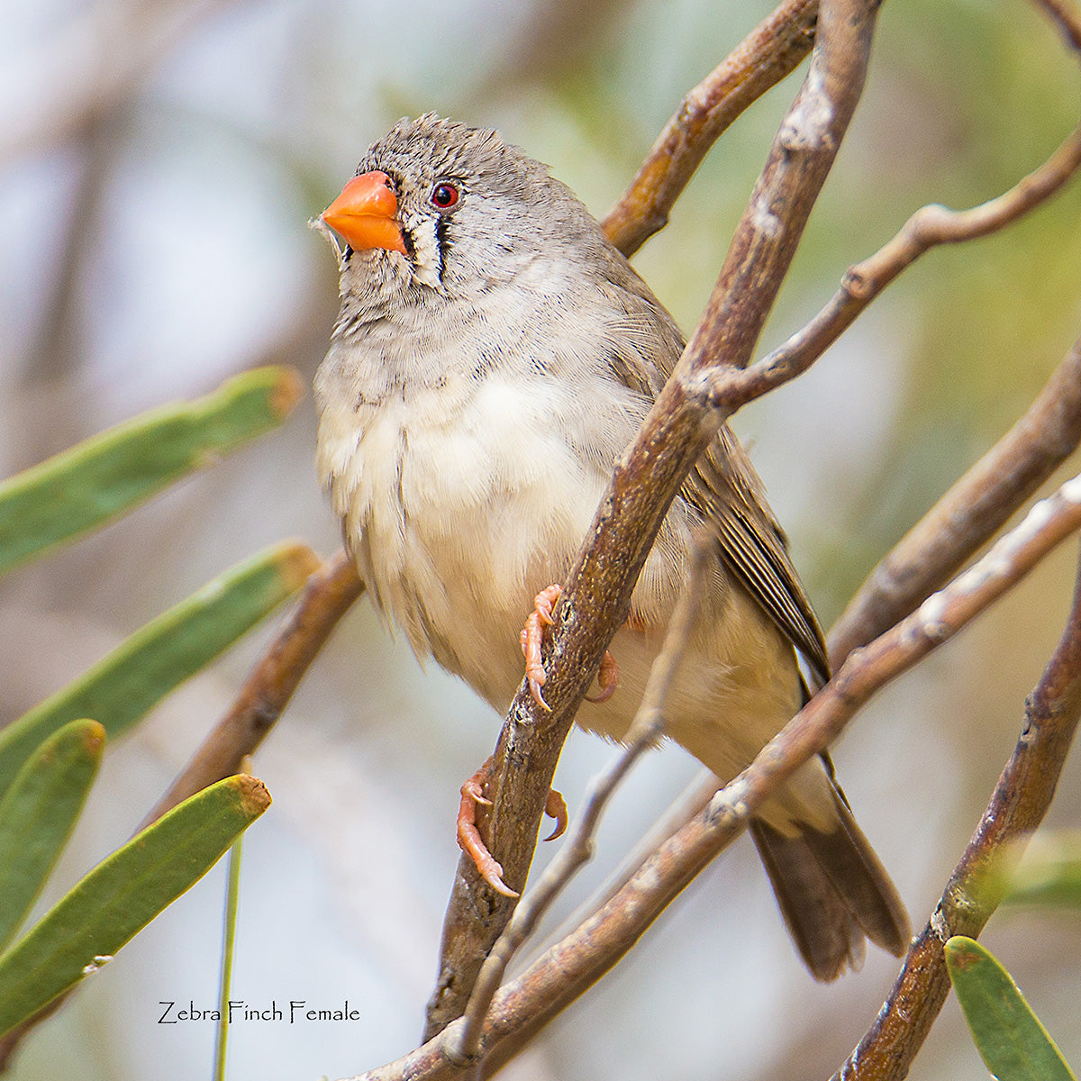 Zebra Finch Female – Jigsaw Gallery