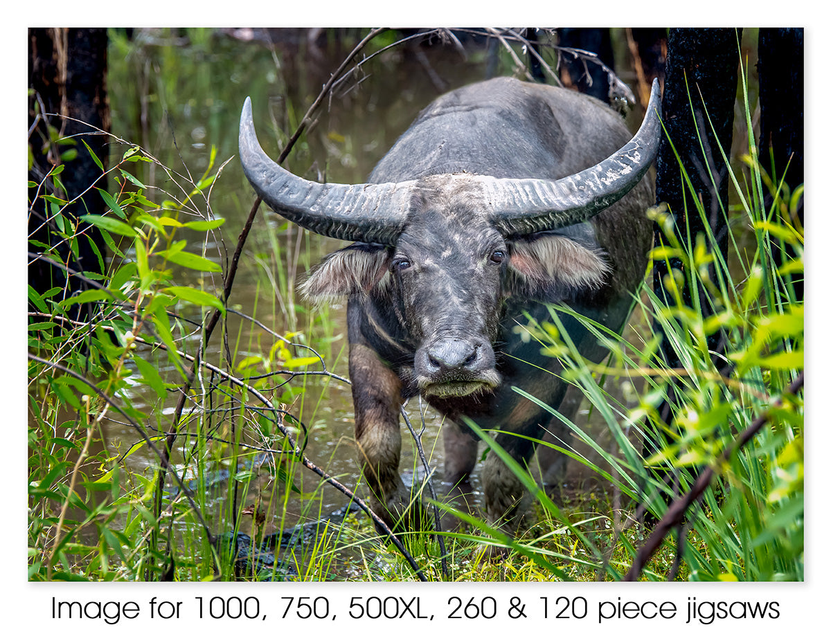 Buffalo, NT – Jigsaw Gallery