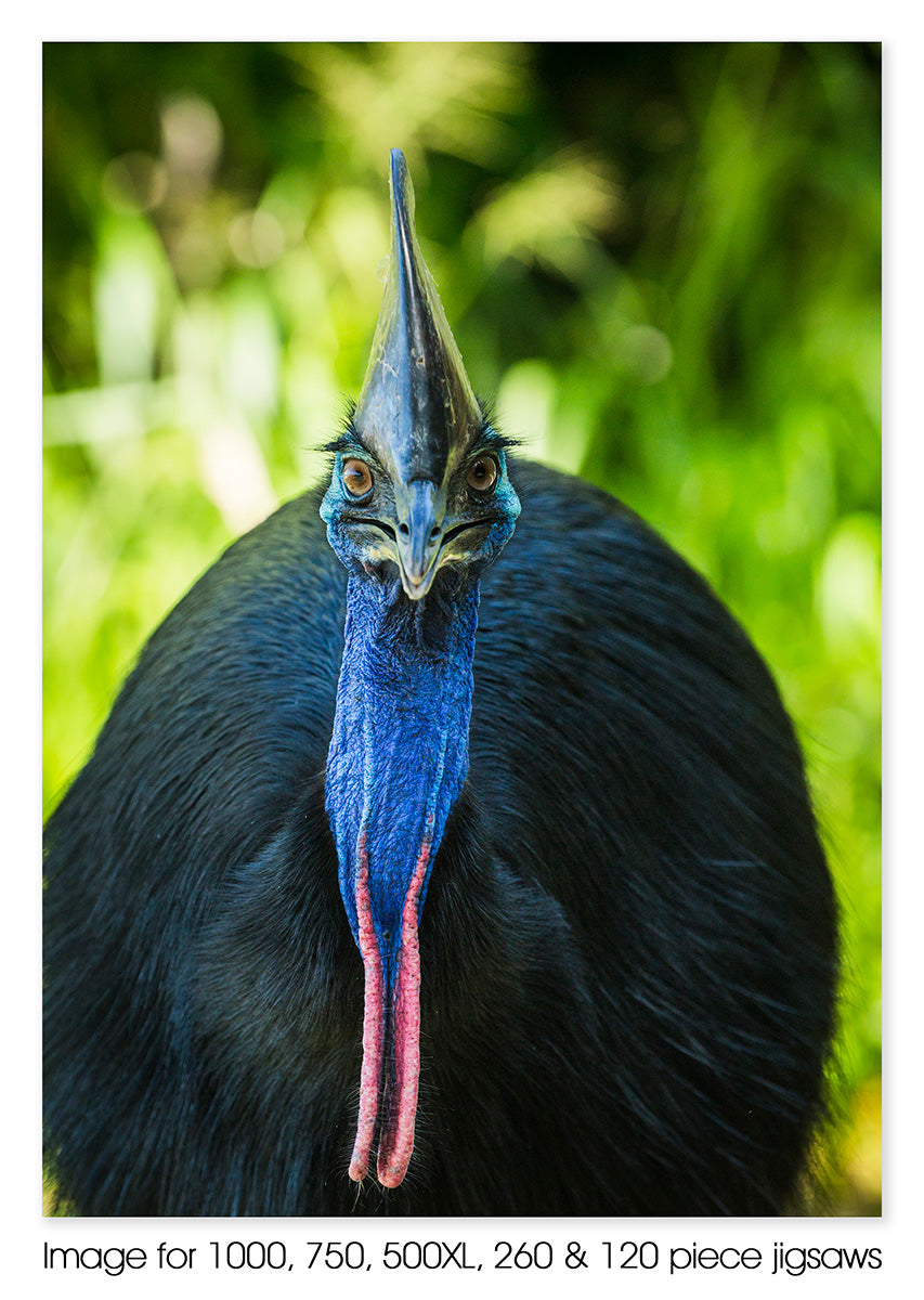 Cassowary, Etty Beach, Innisfail QLD – Jigsaw Gallery