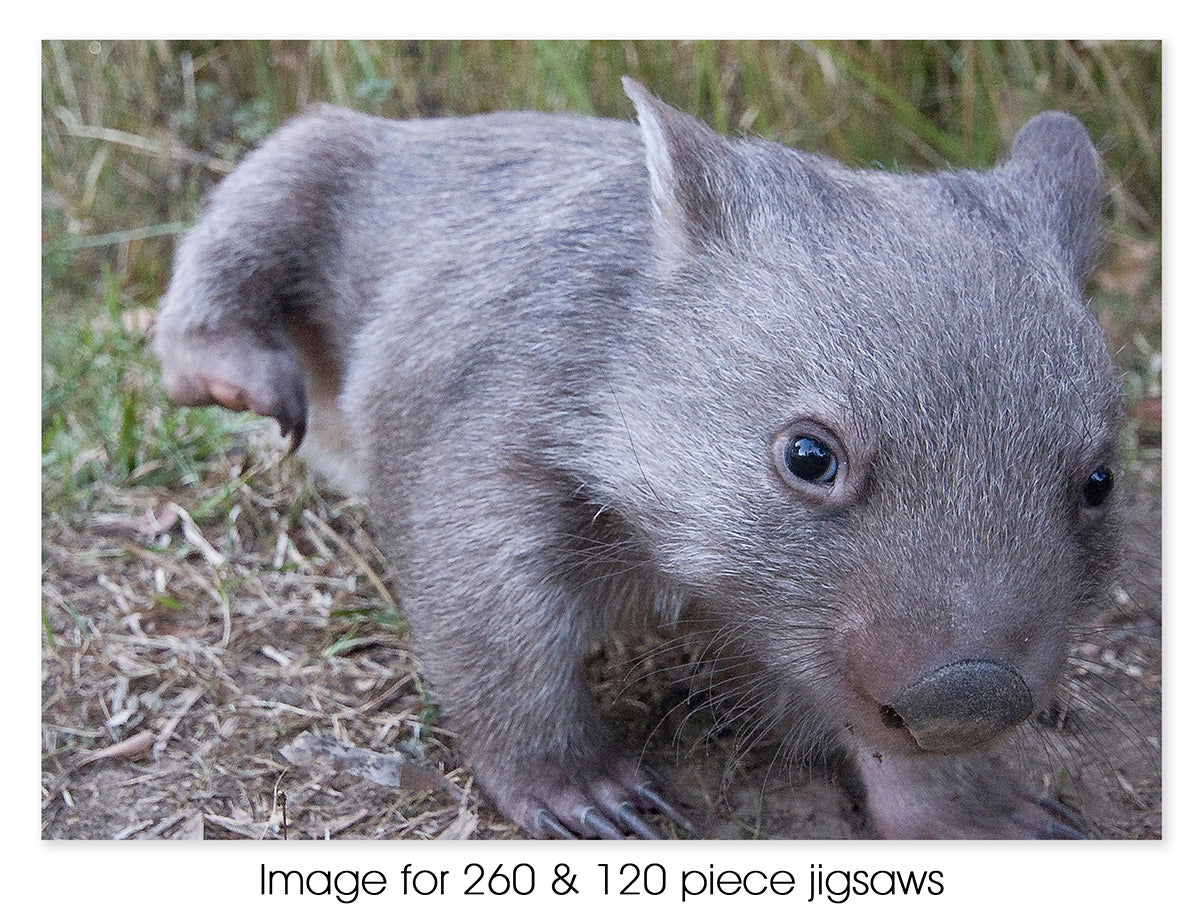 Common Wombat – Jigsaw Gallery