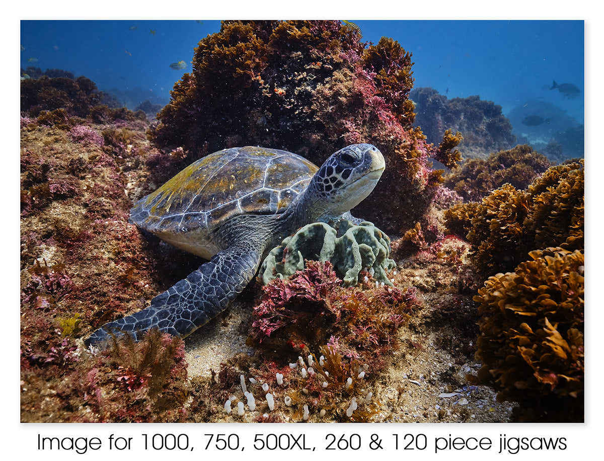 Cook Island Turtle, Tweed Coast NSW – Jigsaw Gallery