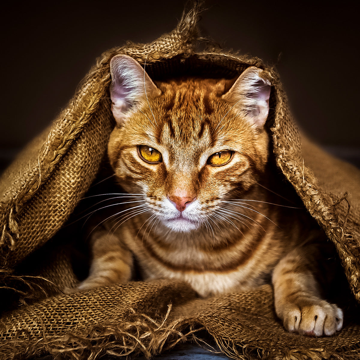 Edwin - Tiger Cat – Jigsaw Gallery