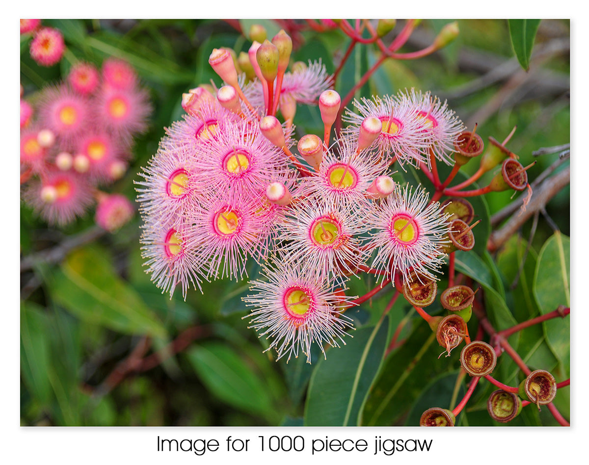 Eucalyptus Bloom – Jigsaw Gallery