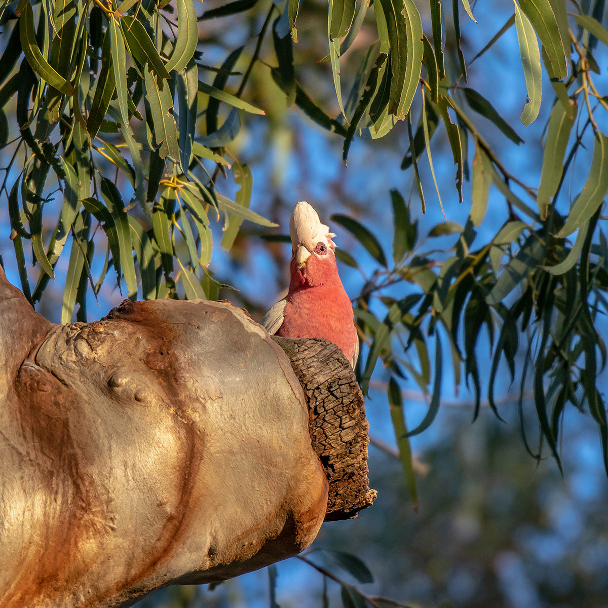 Galah in tree – Jigsaw Gallery
