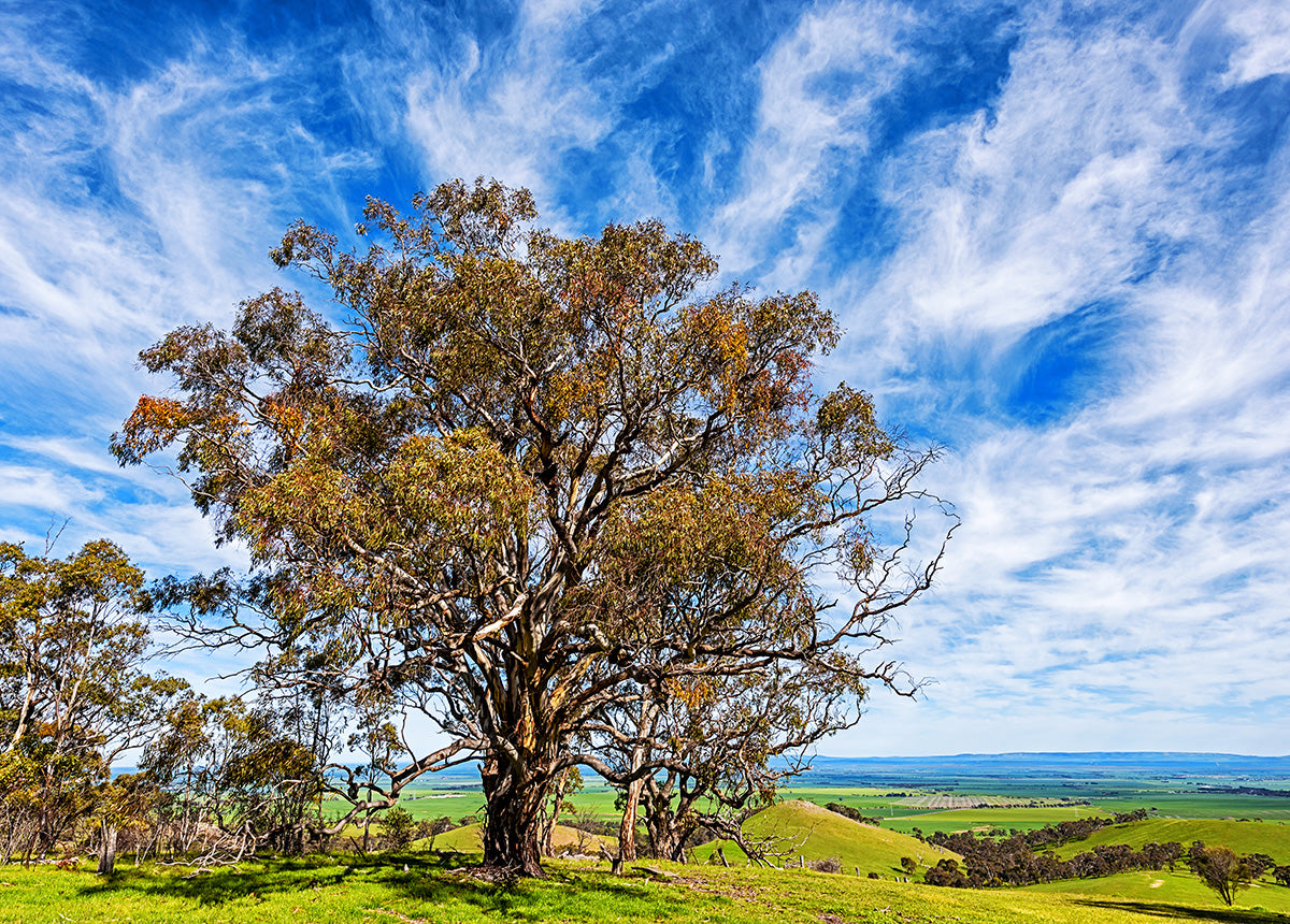 Mid morning light – Jigsaw Gallery
