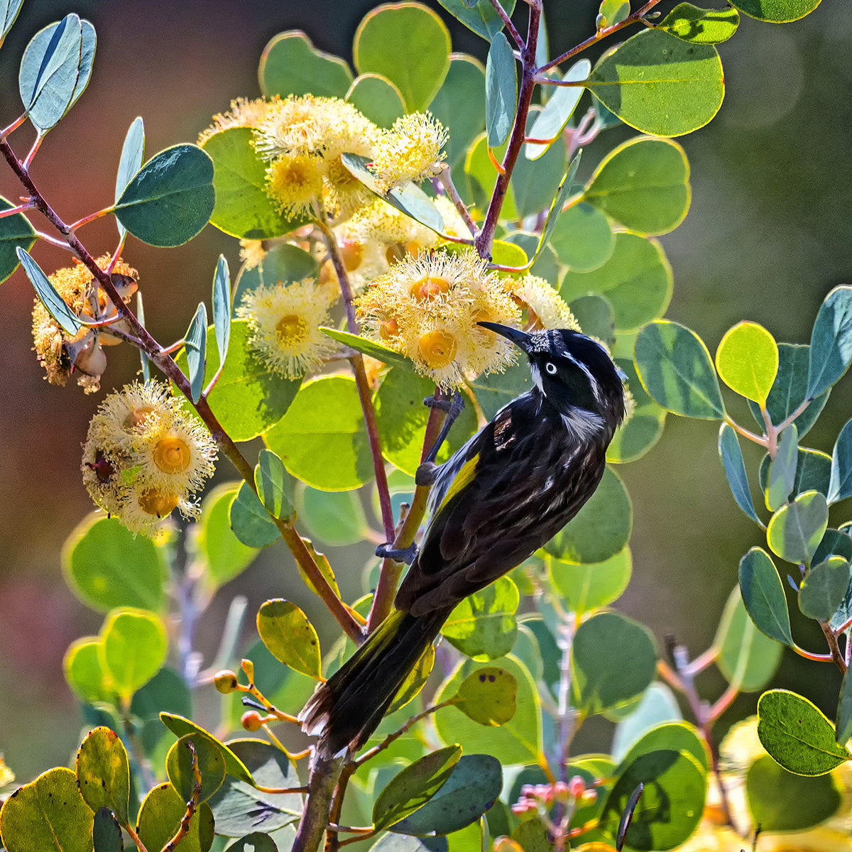 Morning Feed – Jigsaw Gallery