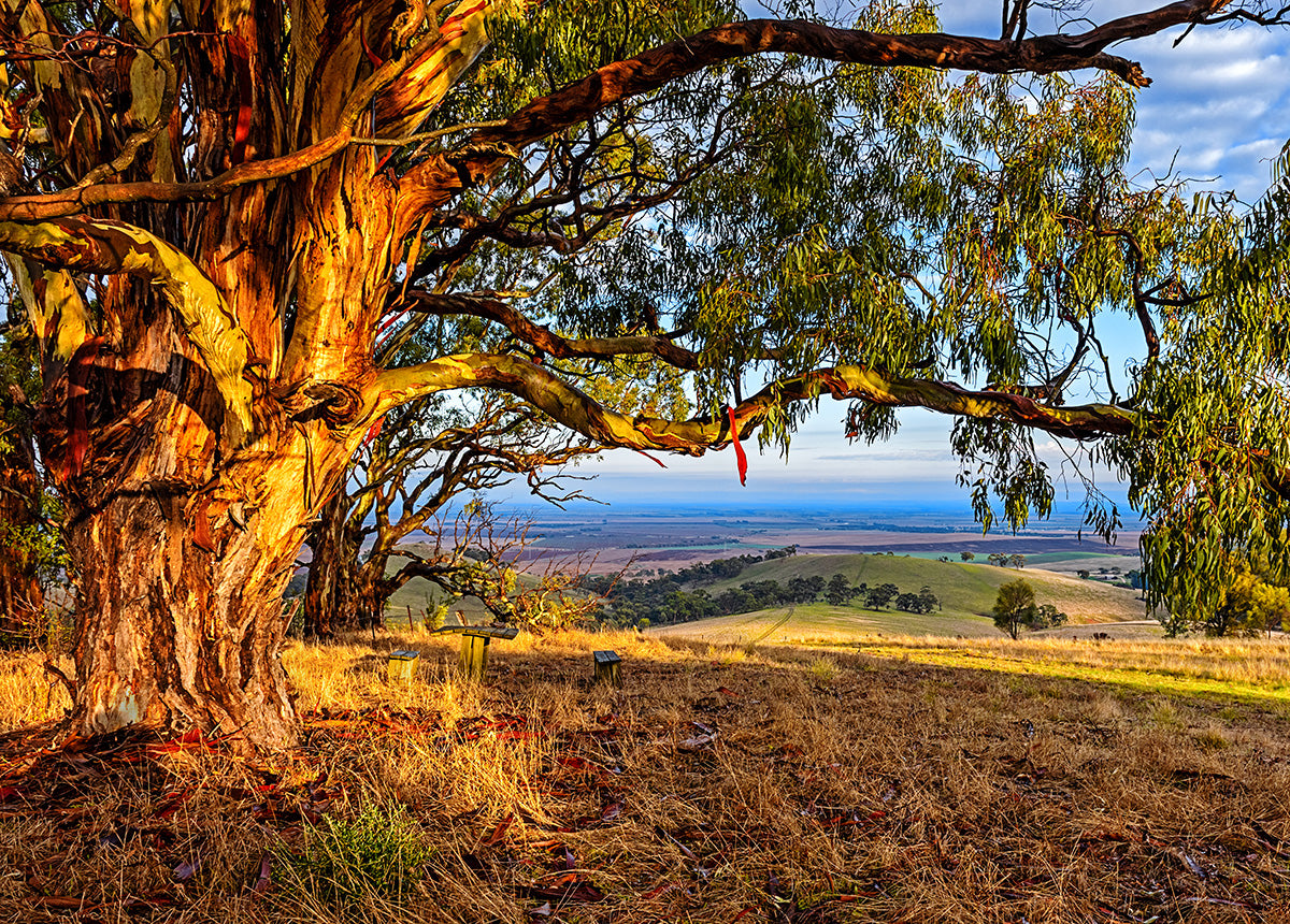 Morning light – Jigsaw Gallery