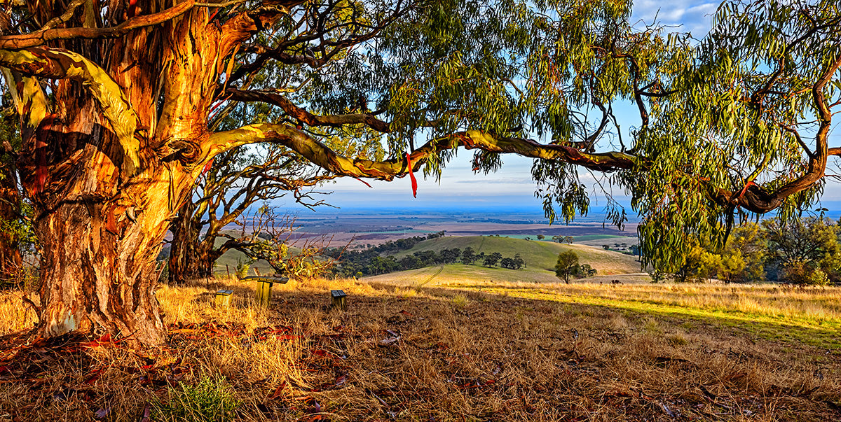 Morning light – Jigsaw Gallery