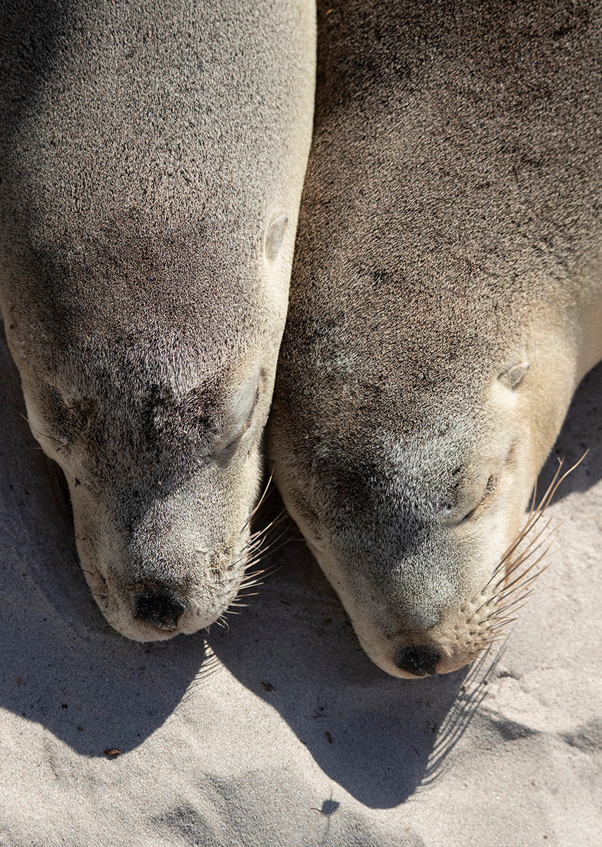 Seals – Jigsaw Gallery