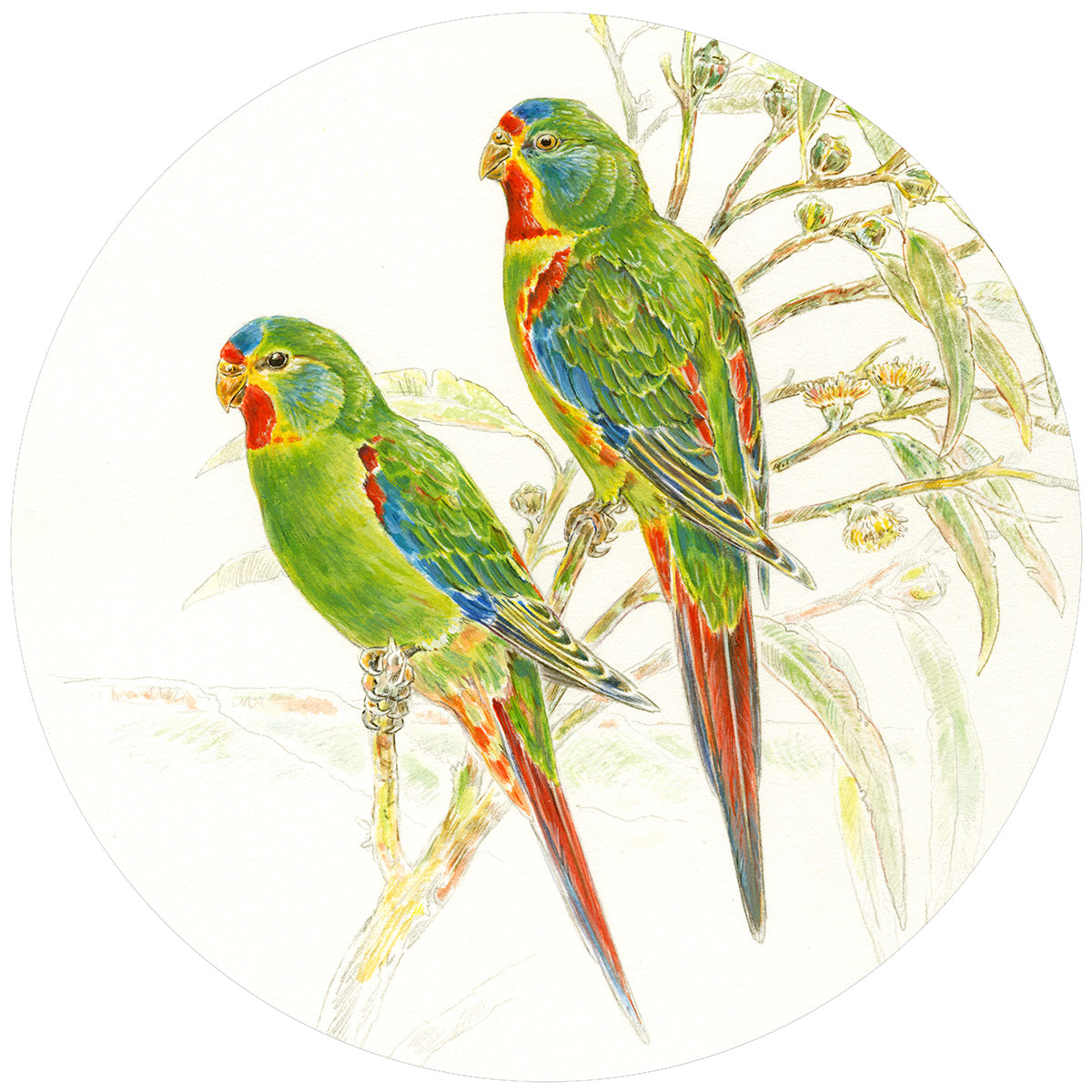 Swift Parrots – Jigsaw Gallery