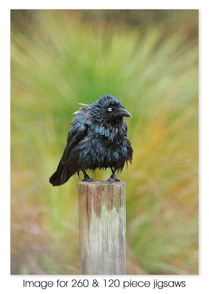 The Miserable Raven – Jigsaw Gallery