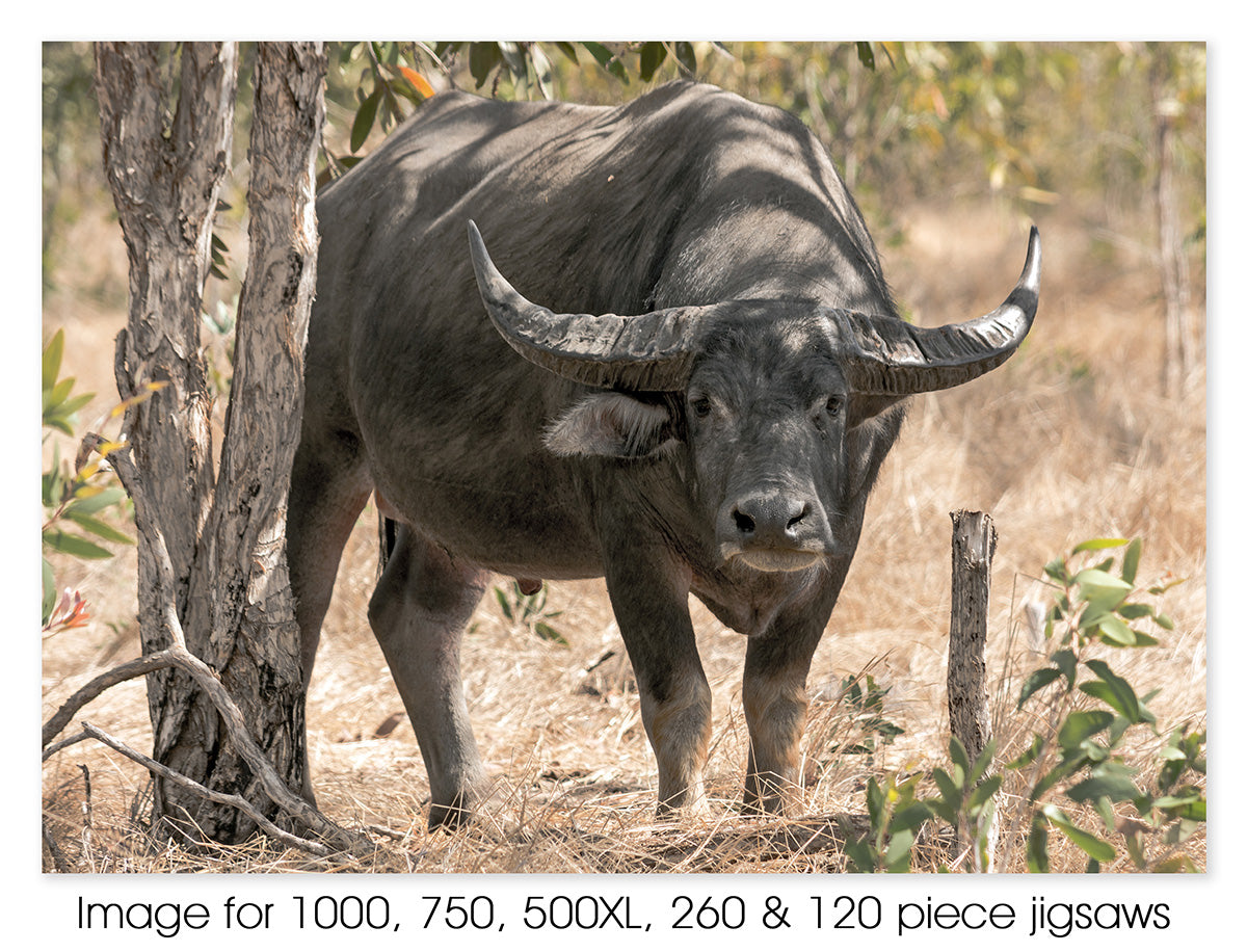 Wild Buffalo, NT – Jigsaw Gallery